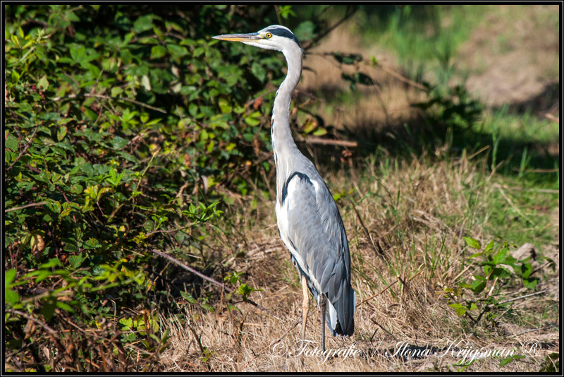 Reigers